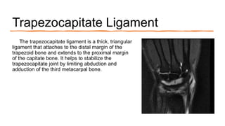 Anatomy of Trapezoid bone | PPTX