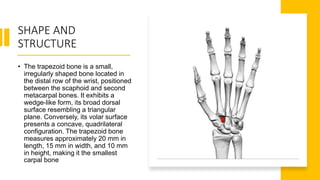 Anatomy of Trapezoid bone | PPTX