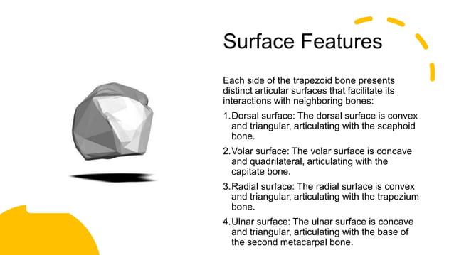 Anatomy of Trapezoid bone | PPTX