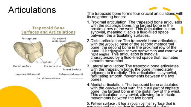 Anatomy of Trapezoid bone | PPTX