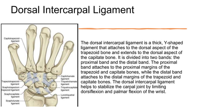 Anatomy of Trapezoid bone | PPTX