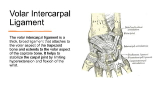 Anatomy of Trapezoid bone | PPTX