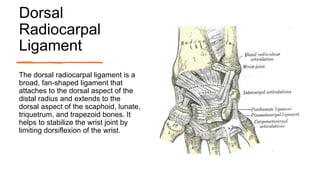 Anatomy of Trapezoid bone | PPTX