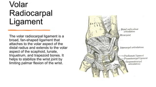 Anatomy of Trapezoid bone | PPTX