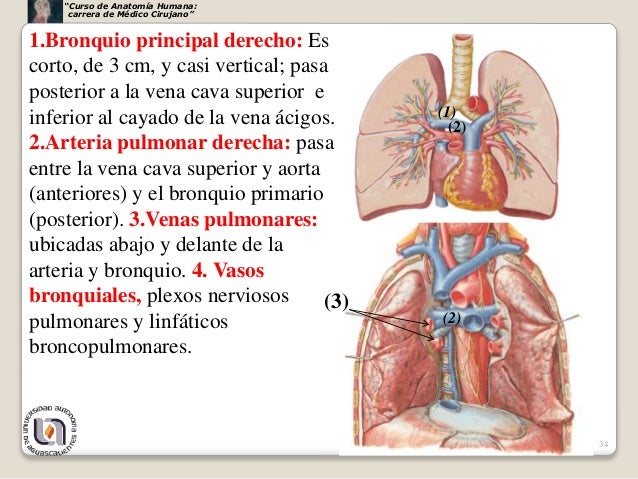 Traquea bronquios