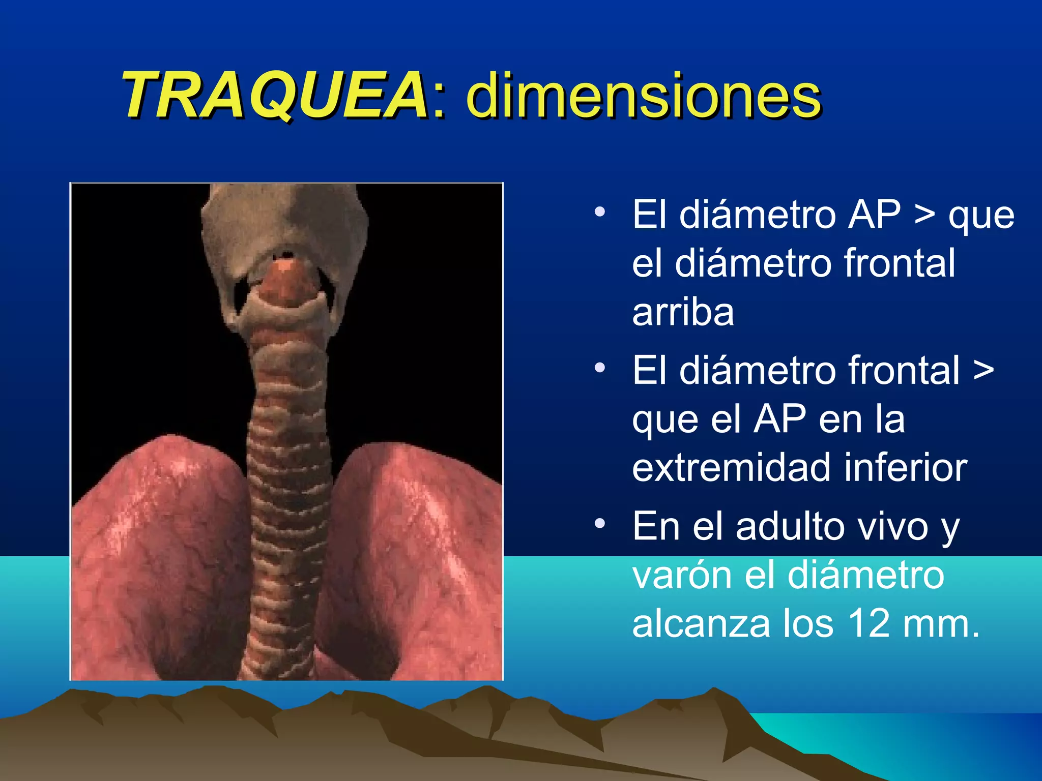 Traquea, bronquios , pulmones espoch | PPT