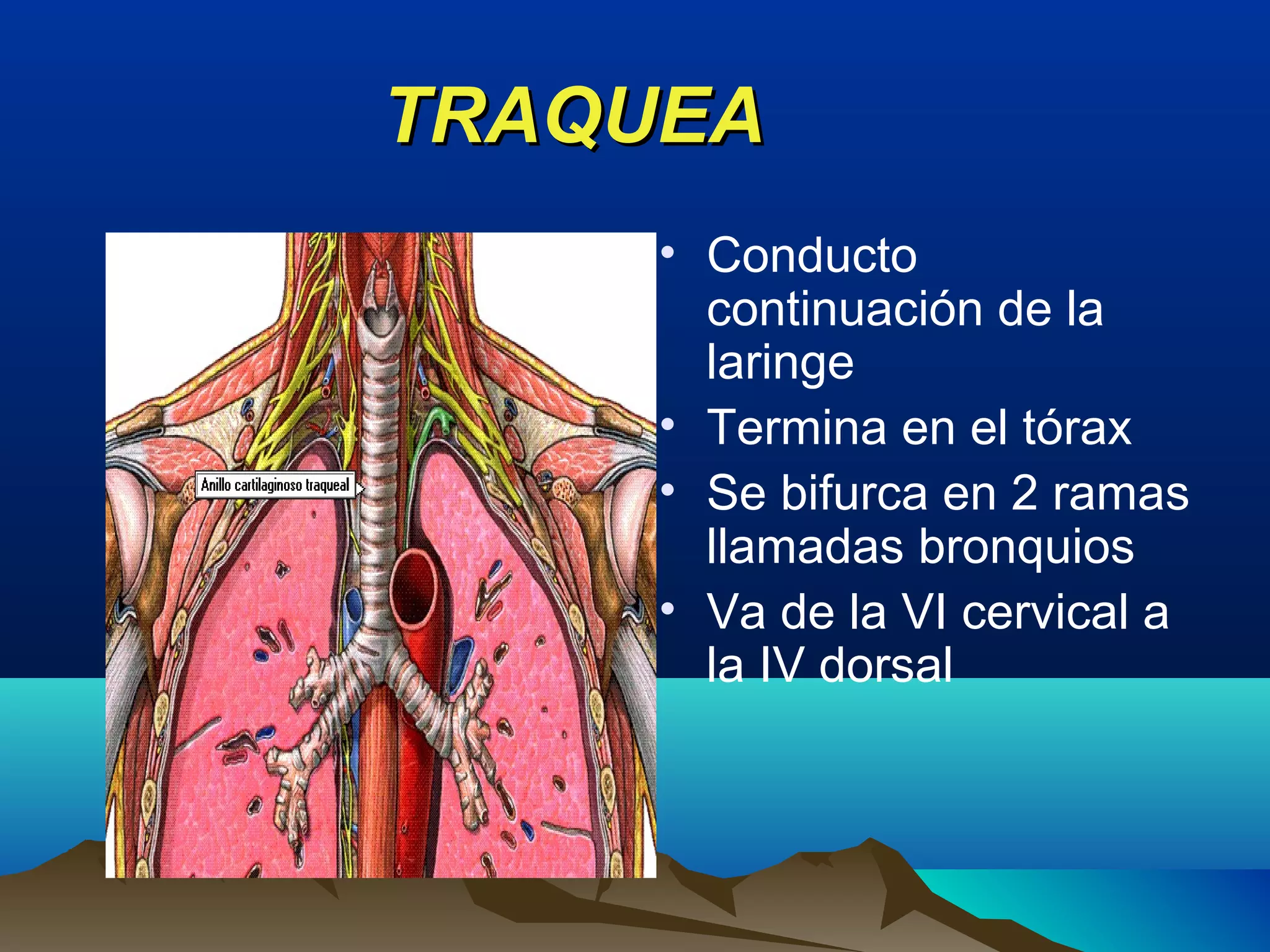 Traquea, bronquios , pulmones espoch | PPT