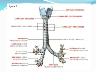 Traquea y bronquios | PPTX