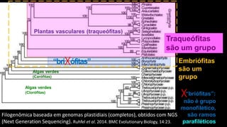 Traqueófitas 1- Filogenia e adaptações das traqueófitas (plantas ...