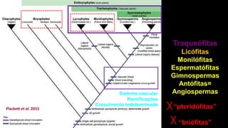 Traqueófitas 1- Filogenia e adaptações das traqueófitas (plantas ...