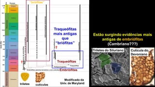 Traqueófitas 1- Filogenia e adaptações das traqueófitas (plantas ...