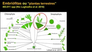 Plantas Traqueofitas