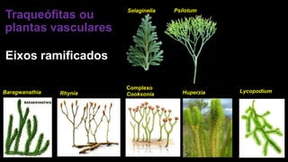 Traqueófitas 1- Filogenia e adaptações das traqueófitas (plantas ...