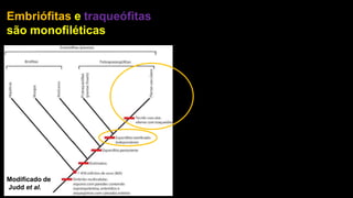 Traqueófitas 1- Filogenia e adaptações das traqueófitas (plantas ...