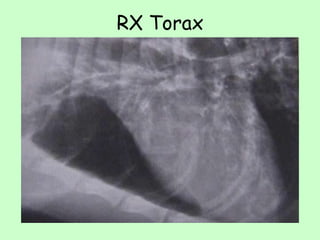 traqueobronquitis infecciosa canina .ppt