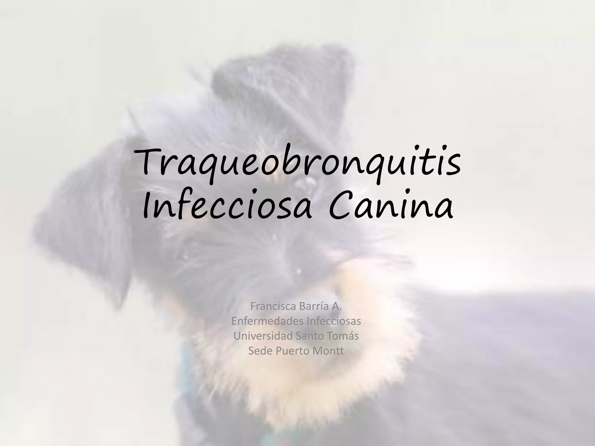 Traqueobronquitis infecciosa canina (original) | PDF