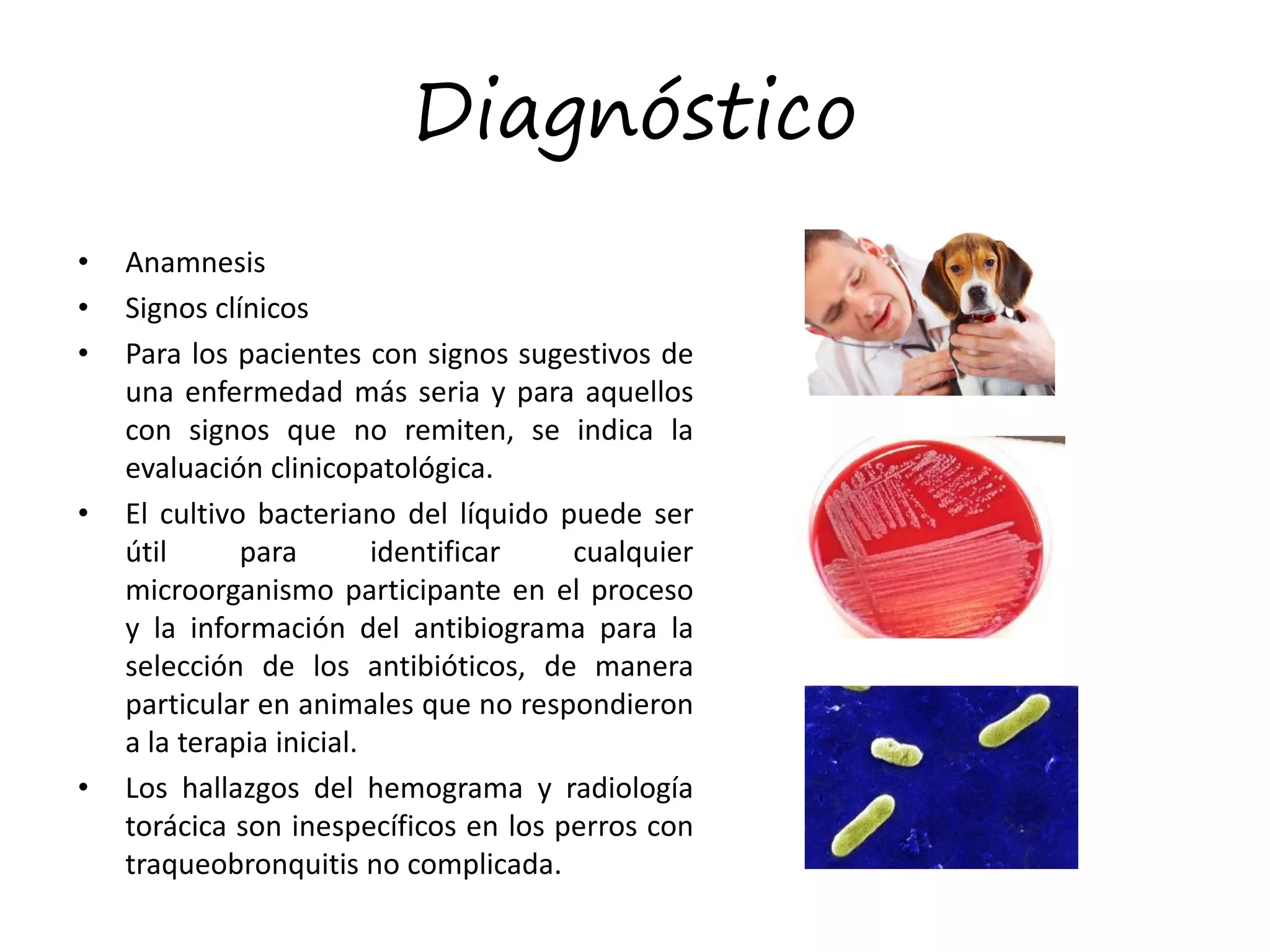 Traqueobronquitis infecciosa canina (original) | PDF