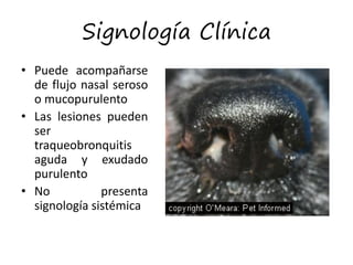 Traqueobronquitis infecciosa canina (original) | PDF