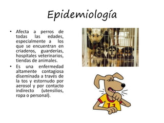 Traqueobronquitis infecciosa canina (original) | PDF