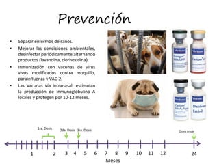 Traqueobronquitis infecciosa canina (original) | PDF