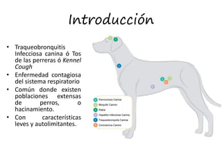 Traqueobronquitis infecciosa canina (original) | PDF