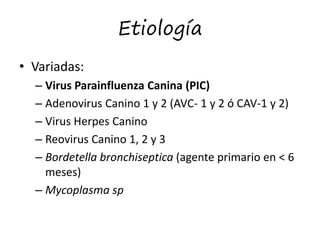 Traqueobronquitis infecciosa canina (original) | PDF