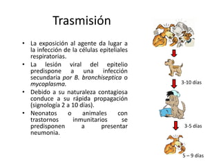 Traqueobronquitis infecciosa canina (original) | PDF