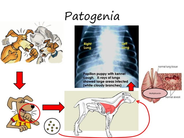Traqueobronquitis infecciosa canina (original) | PDF