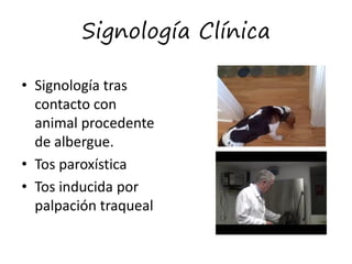 Traqueobronquitis infecciosa canina (original) | PDF
