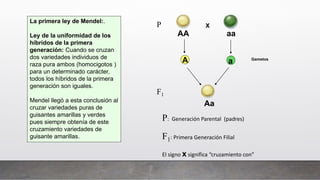 TRASNMICION DE LOS CARACTERES HEREDITARIOS.pptx