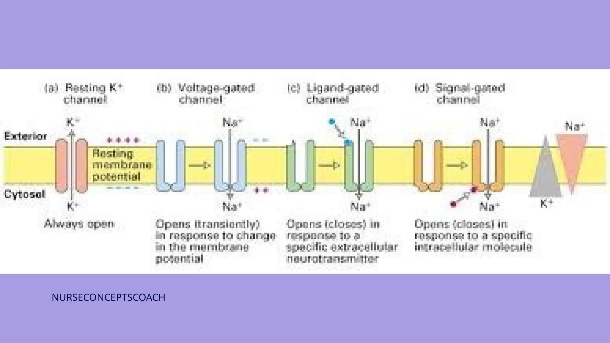 Transportation across cell membrane.pptx