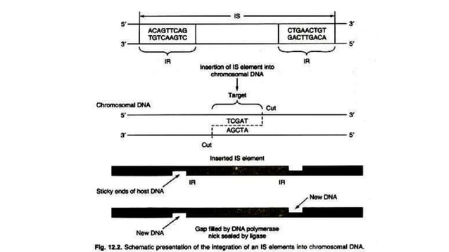 An Introduction to Transposable elements | PPT