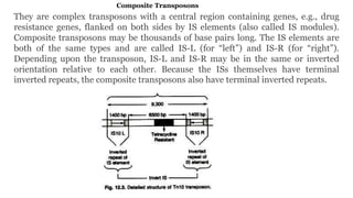 An Introduction to Transposable elements | PPT