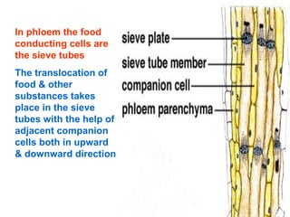 Trasport in plants ppt | PPT
