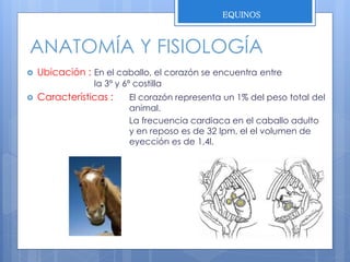 Trastornos del corazon en equinos shanti claudy slideshare | PPT