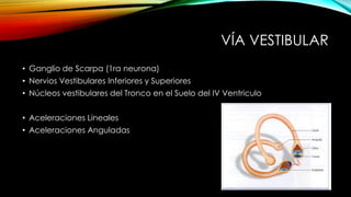 Trastornos vestibulares | PPTX