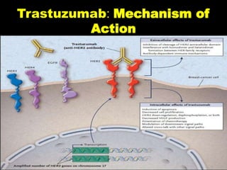 Trastuzumab Mechanism Of Action