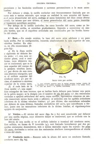 Tratado de anatomia humana - testut - tomo 1 | PDF