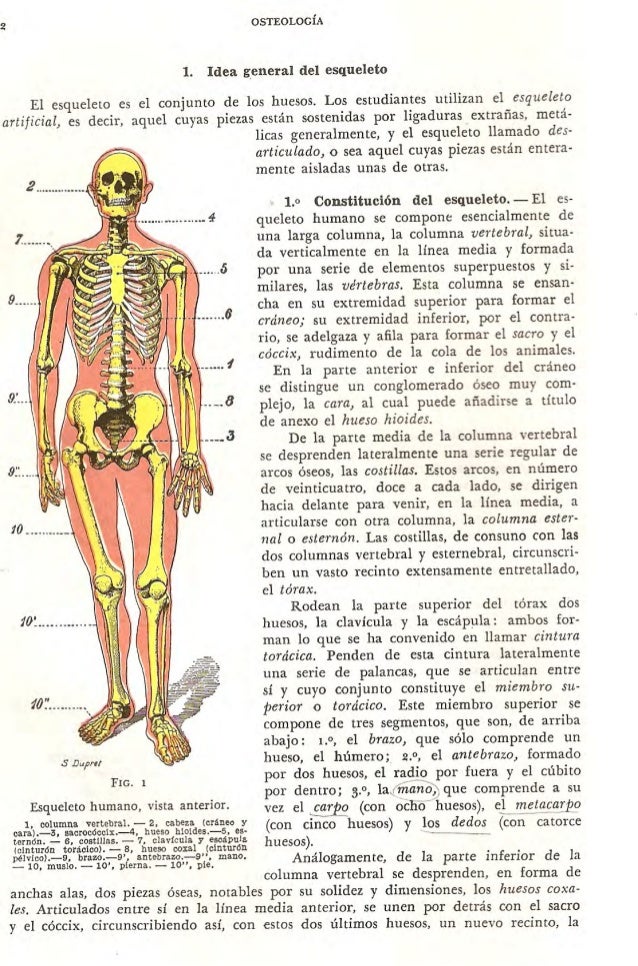 Tratado de anatomia humana - testut - tomo 1 | PDF