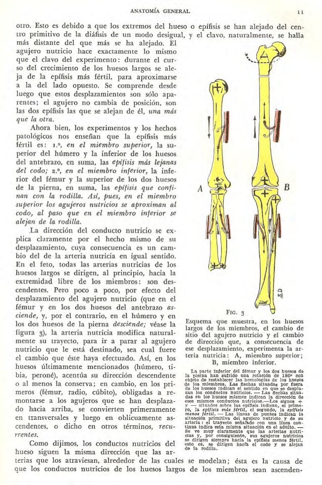 Tratado de anatomia humana - testut - tomo 1 | PDF
