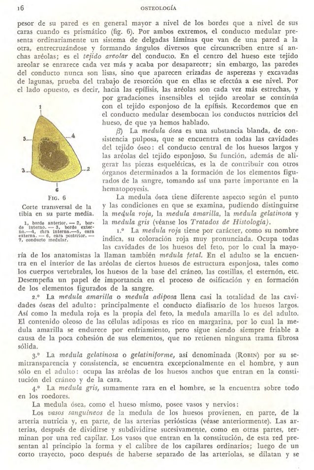 Tratado de anatomia humana - testut - tomo 1 | PDF