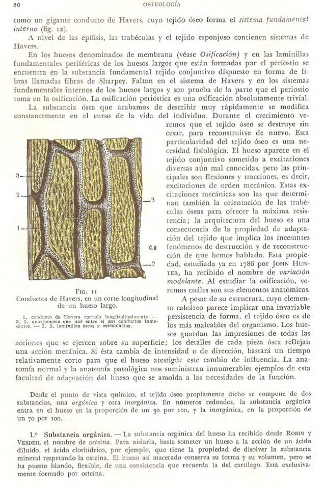 Tratado de anatomia humana - testut - tomo 1 | PDF