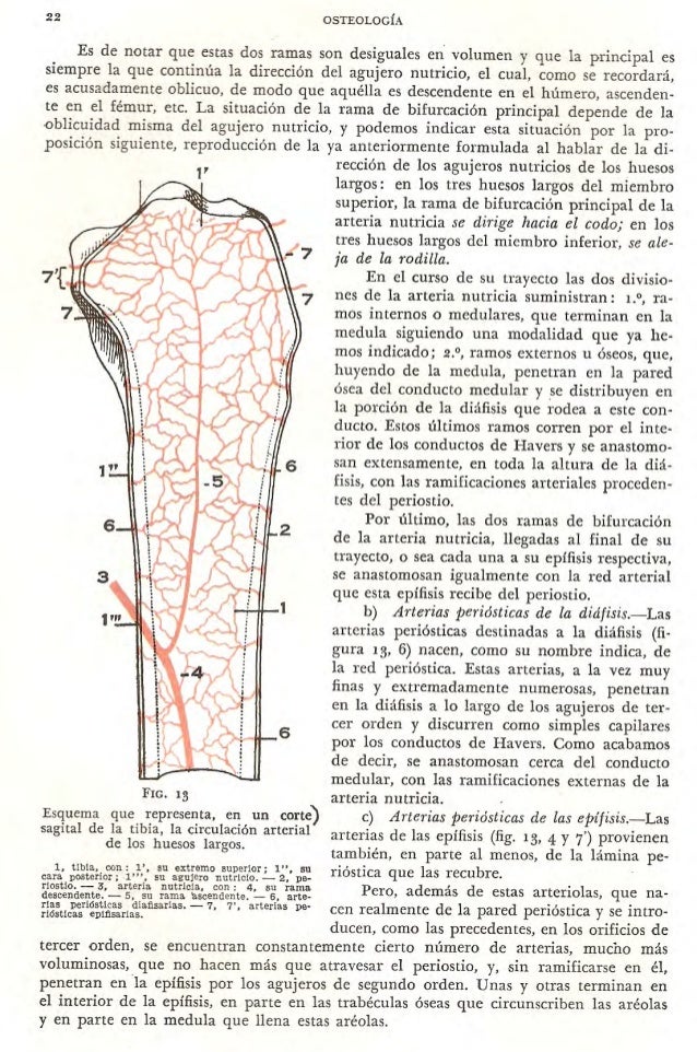 Tratado de anatomia humana - testut - tomo 1 | PDF