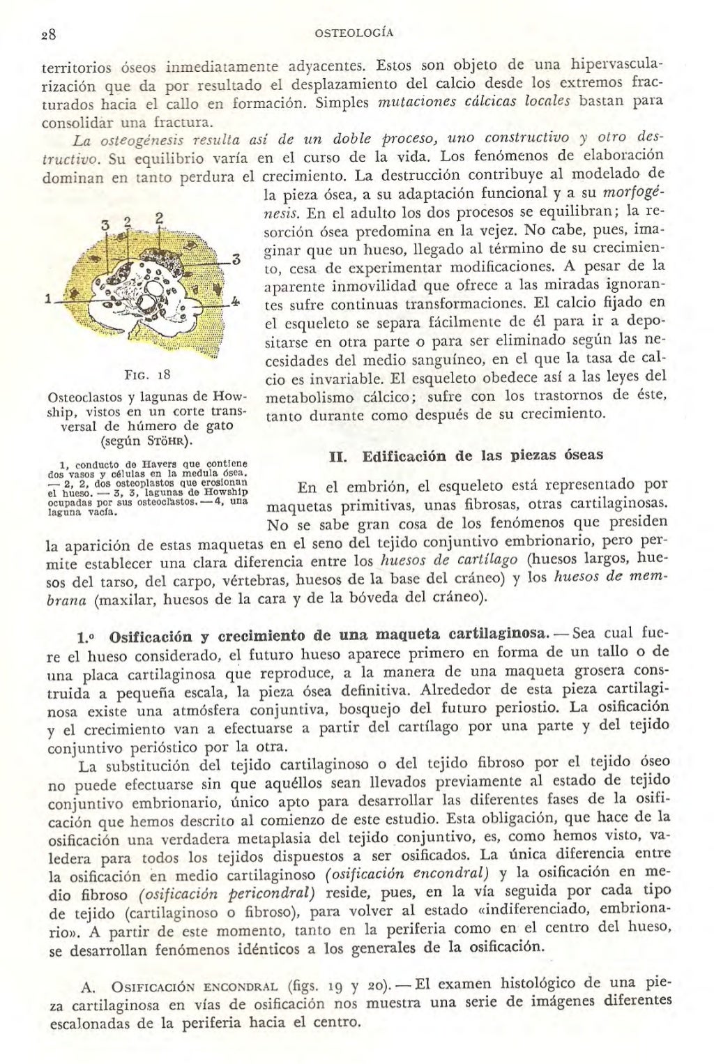 Tratado de anatomia humana - testut - tomo 1 | PDF