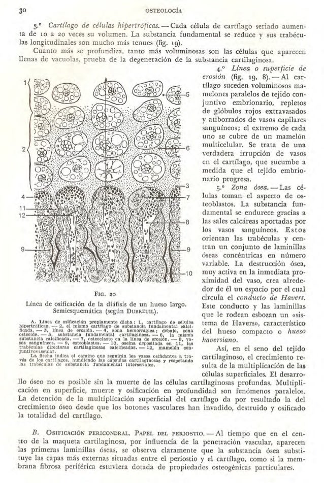 Tratado de anatomia humana - testut - tomo 1 | PDF