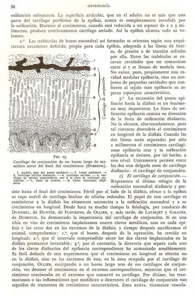 Tratado de anatomia humana - testut - tomo 1 | PDF