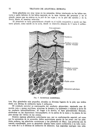 Tratado de Anatomia Qumana. Dr. Fernando Quiroz. Tomo I | PDF