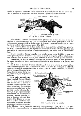 Tratado de Anatomia Qumana. Dr. Fernando Quiroz. Tomo I | PDF