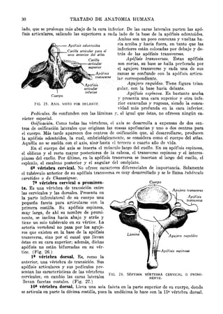 Tratado de Anatomia Qumana. Dr. Fernando Quiroz. Tomo I | PDF