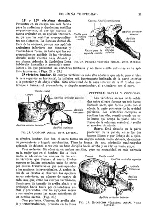 Tratado de Anatomia Qumana. Dr. Fernando Quiroz. Tomo I | PDF